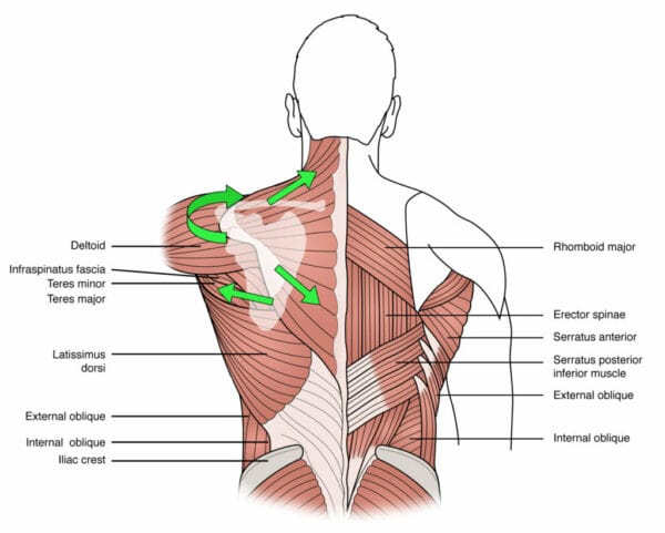 Trapezius Muscles 101: Where Are the Traps Located? - Fit Club New York